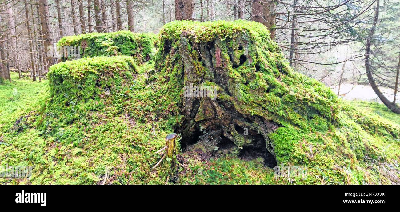 Mossy roots hi-res stock photography and images - Alamy