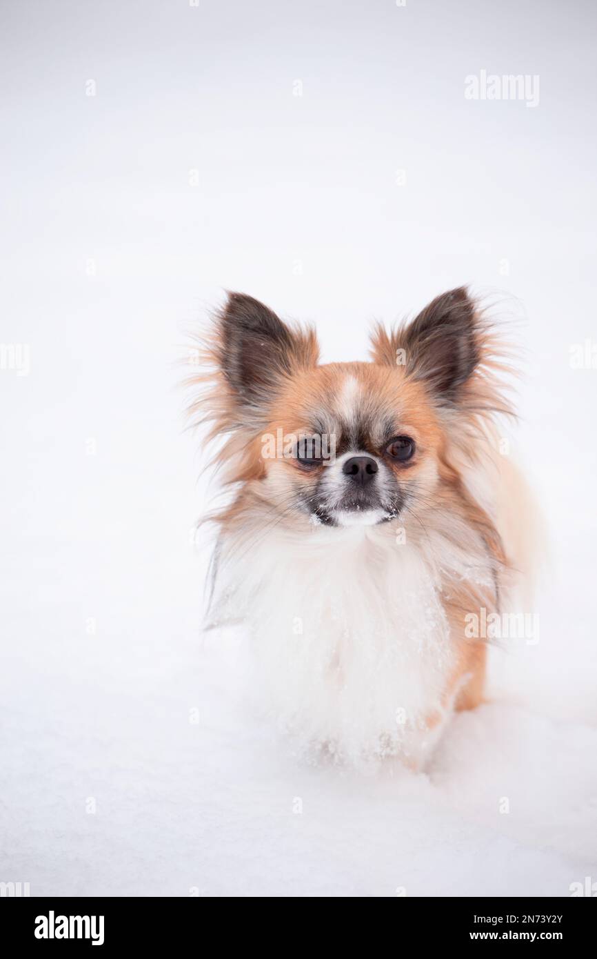 Cold chihuahua hi-res stock photography and images - Alamy