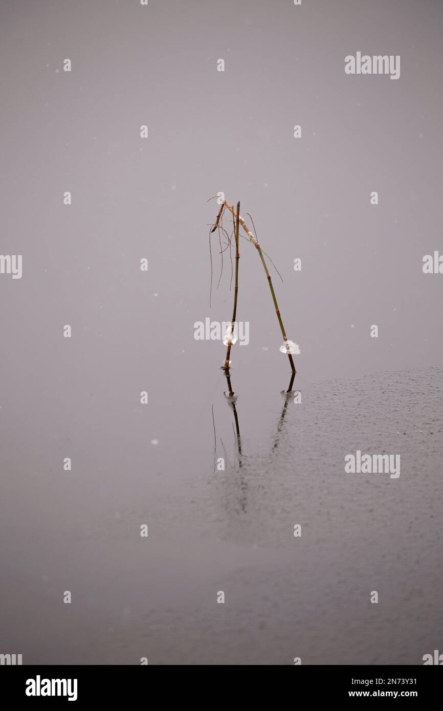 Reed at water hi-res stock photography and images - Alamy