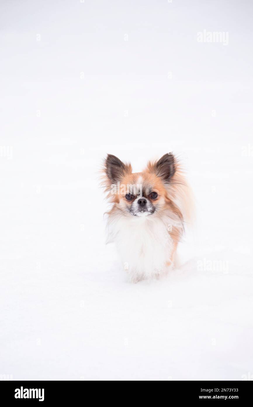 Longhaired Chihuahua, outside, snow, white winter Stock Photo - Alamy