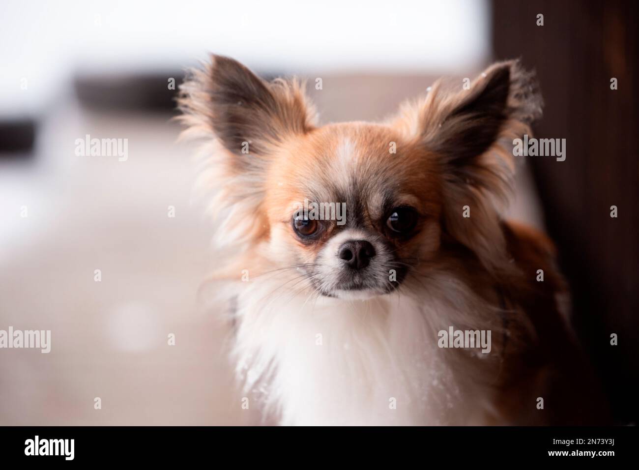 Cold chihuahua hi-res stock photography and images - Alamy