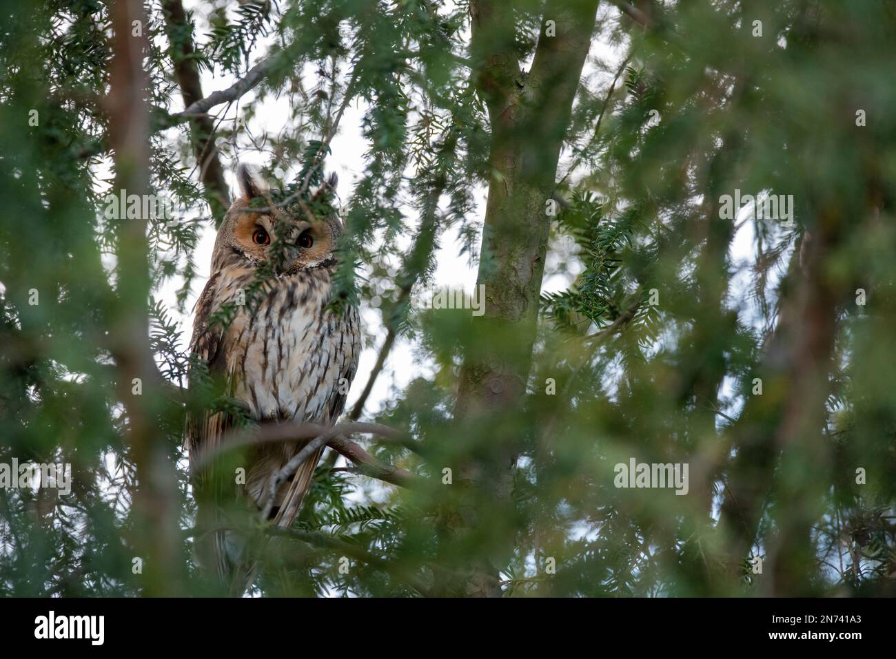 Long-eared owl (Asio otus) in a conifer, roosting tree, Saxony-Anhalt ...