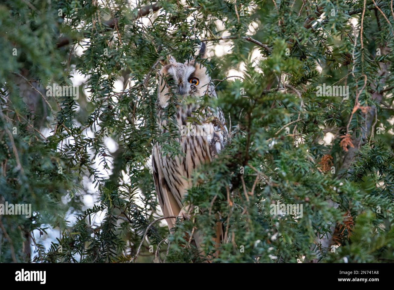 Long-eared owl (Asio otus) in a conifer, roosting tree, Saxony-Anhalt ...