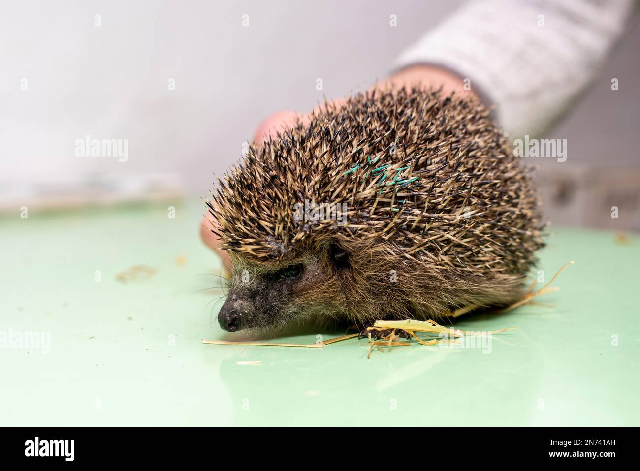 Sick hedgehog hi-res stock photography and images - Alamy