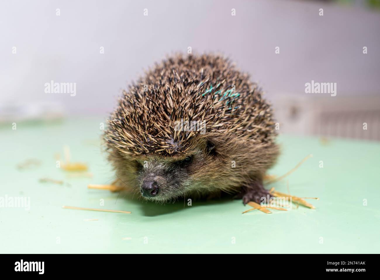 Brown-breasted hedgehog (erinaceus europaeus) in a hedgehog sanctuary ...
