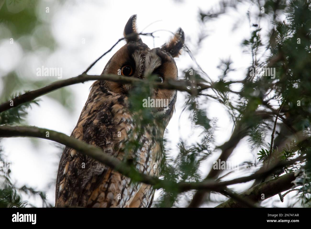 Long-eared owl (Asio otus) in a conifer, roosting tree, Saxony-Anhalt ...