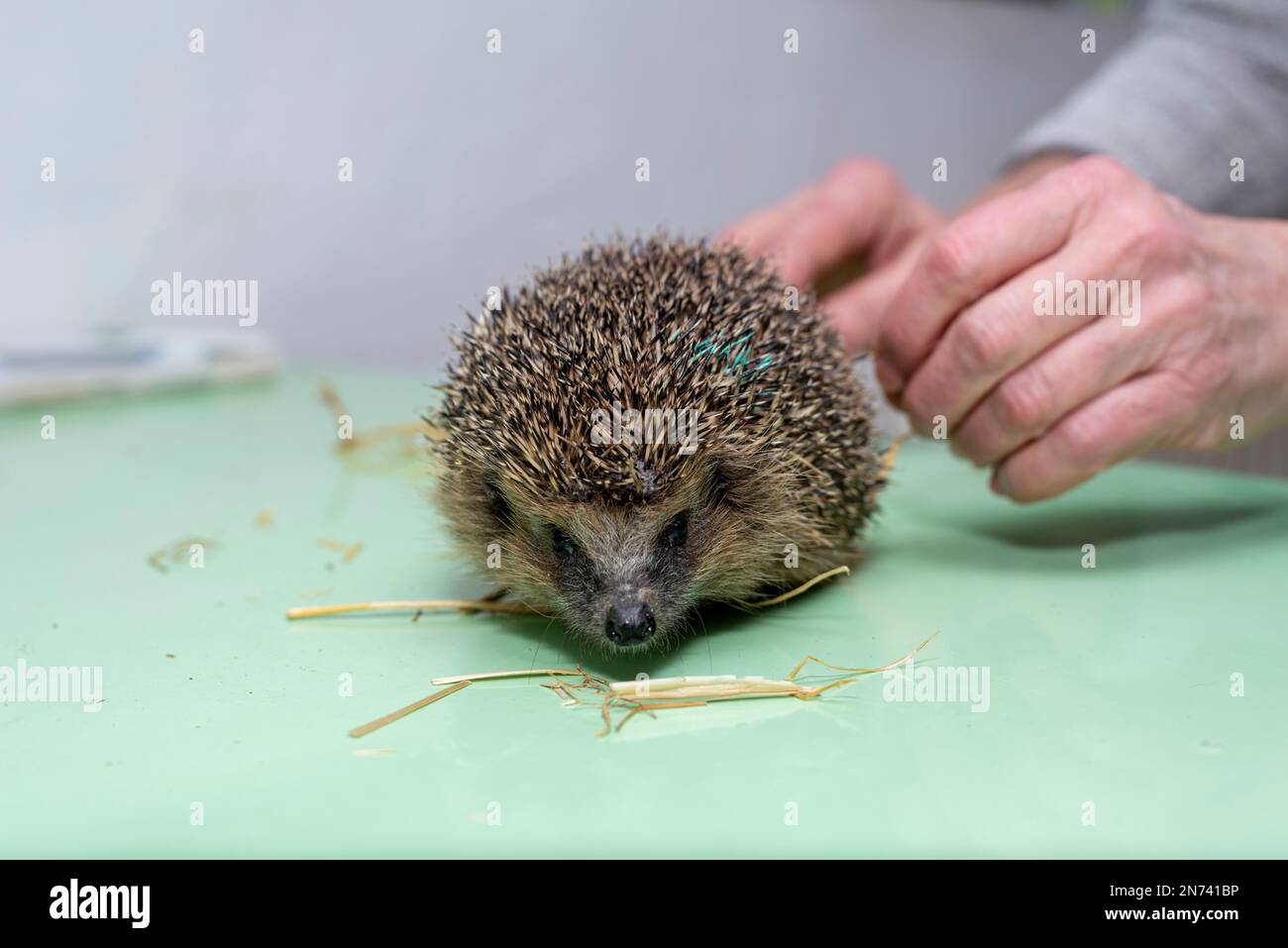 Brown-breasted hedgehog (erinaceus europaeus) in a hedgehog sanctuary ...