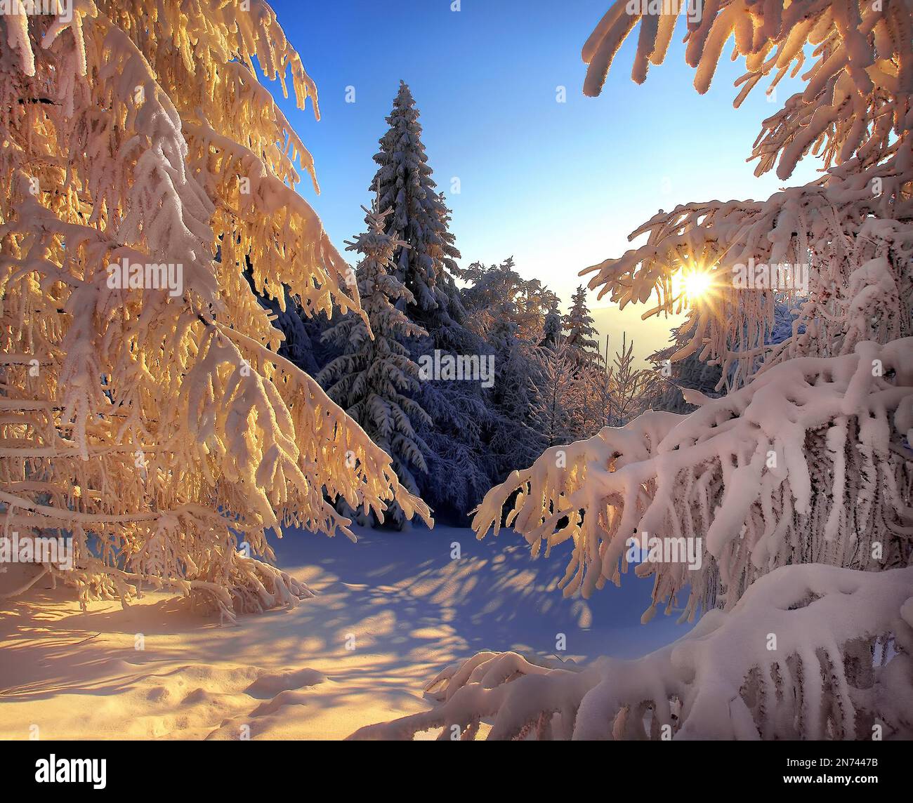 Winter forest landscape. Alley trees, winter trees Stock Photo - Alamy