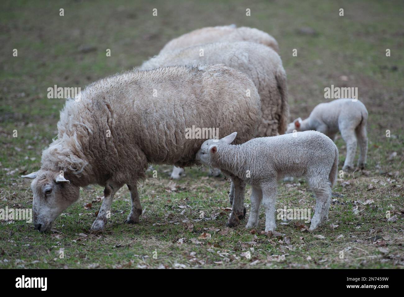 sheeps on a field in germany Stock Photo - Alamy