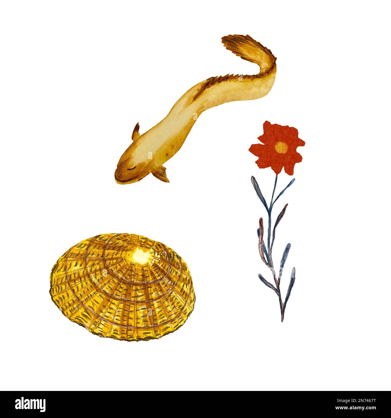 Sea flower seashell eel yellow ocean watercolor Stock Photo - Alamy