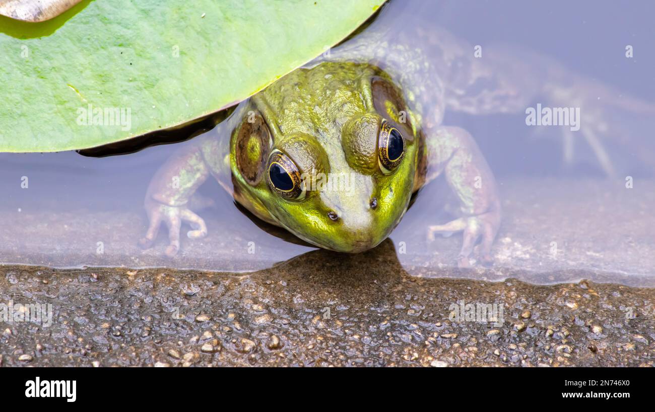 Aquatic Amphibian Southern American Bullfrog in Lilly Pond Green Pig ...