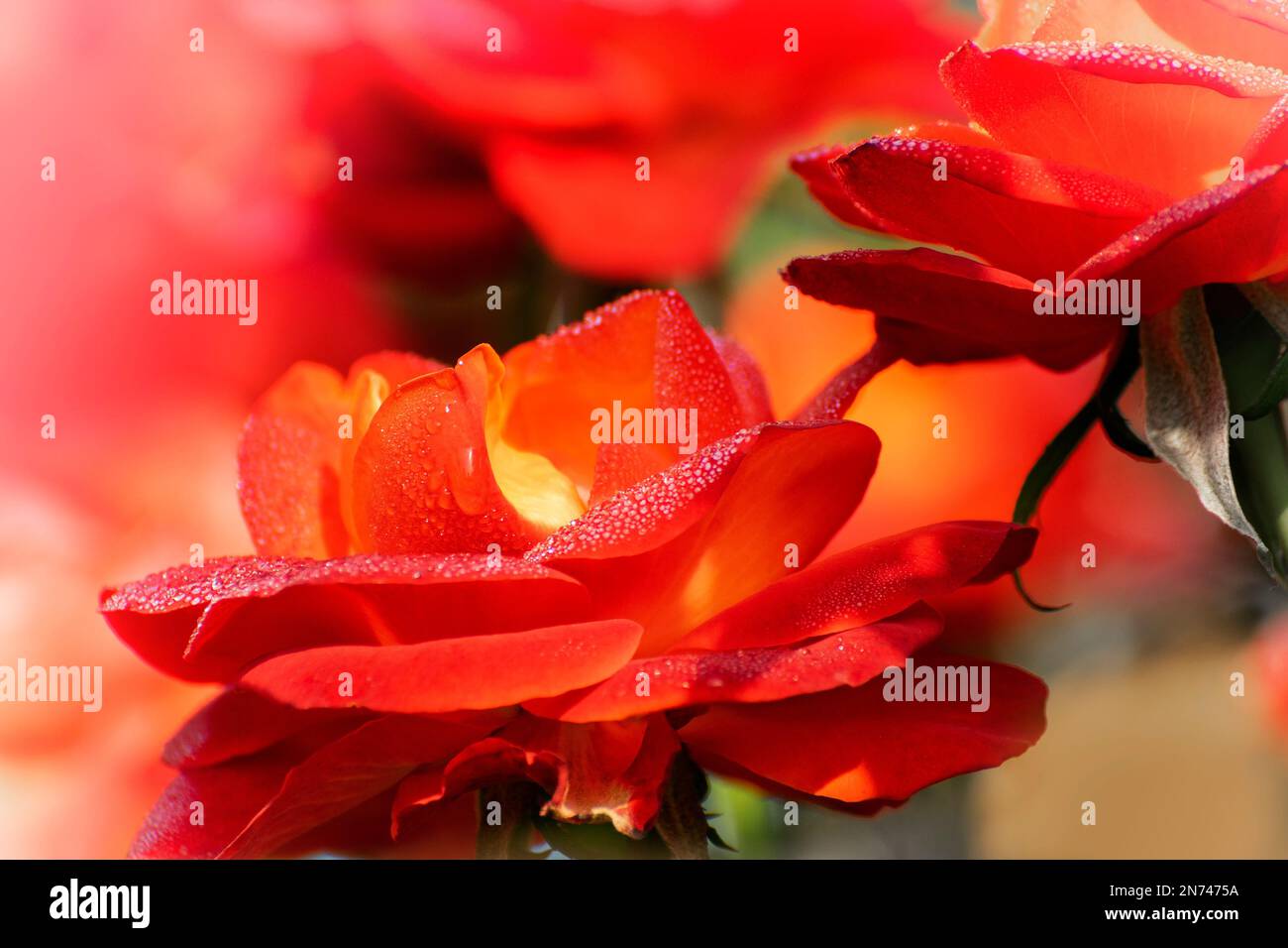 Orange rose,flower of the woody perennial flowering plant, genus Rosa ...