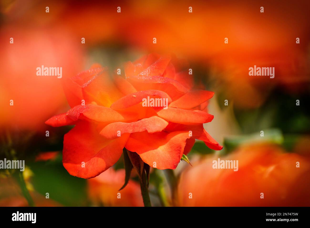 Orange rose,flower of the woody perennial flowering plant, genus Rosa ...