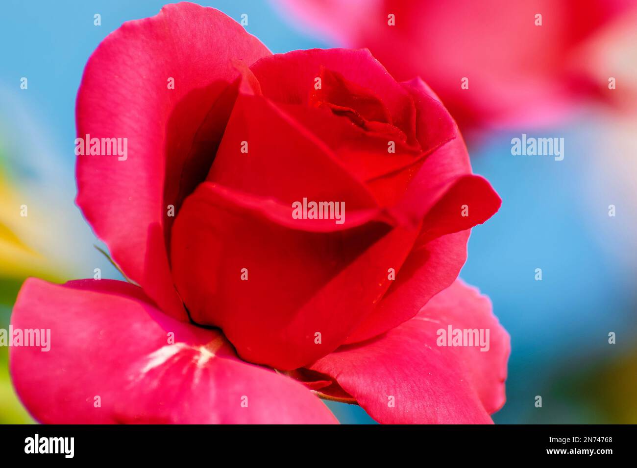 Pink rose, flower of the woody perennial flowering plant, genus Rosa ...