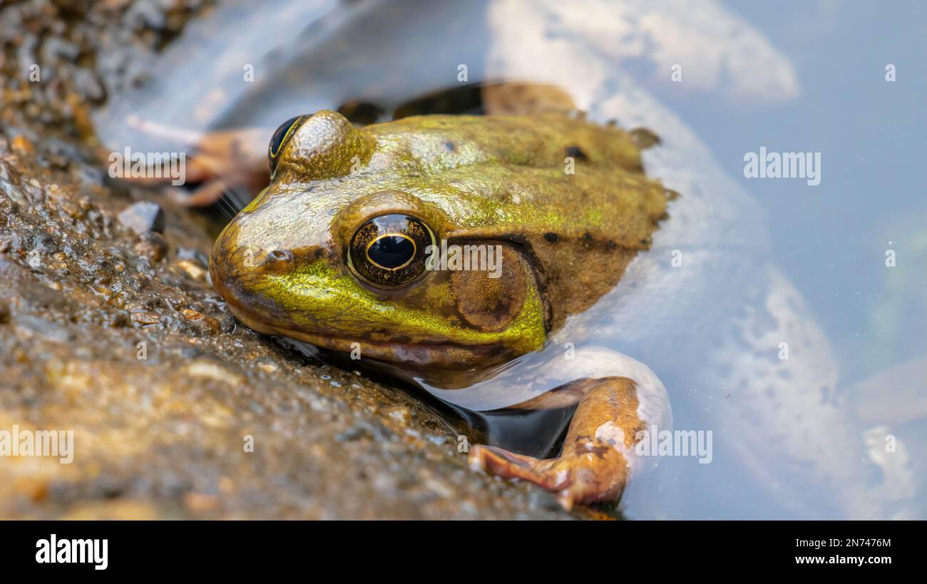 Aquatic Amphibian Southern American Bullfrog Green Pig Frog in Pond ...