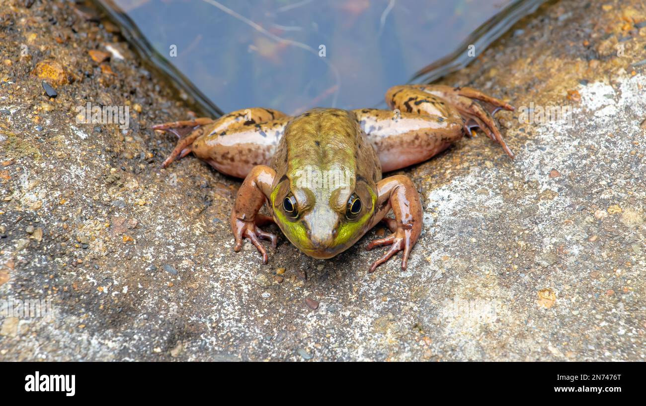 Aquatic Amphibian Southern American Bullfrog Green Pig Frog in Pond ...