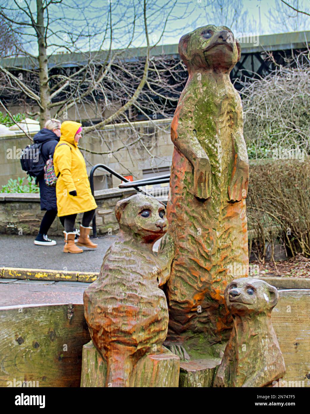 Carved wooden meerkat statues Edinburgh zoo Stock Photo - Alamy