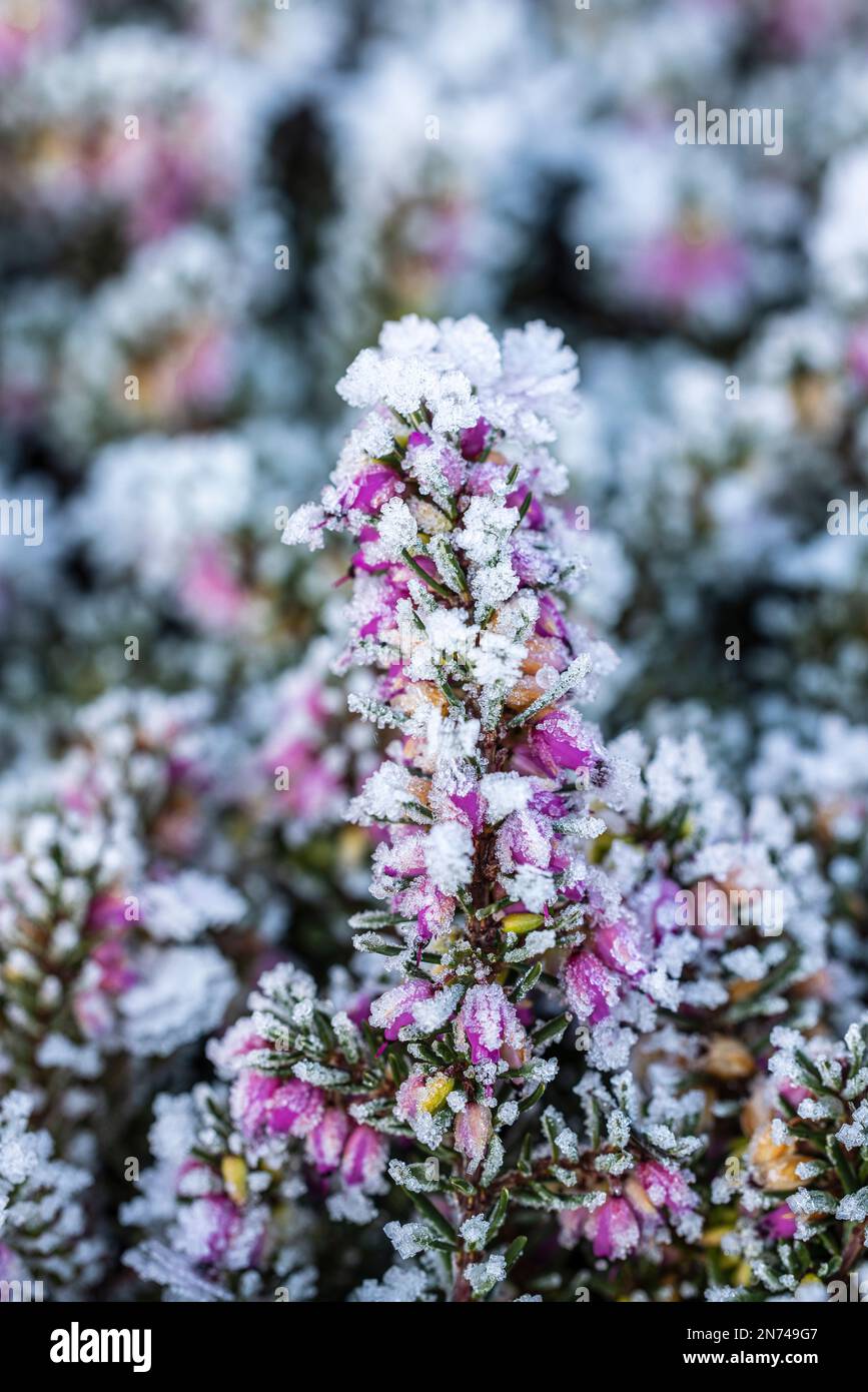 Blooming snow heather (Erica carnea) covered with hoarfrost in December ...