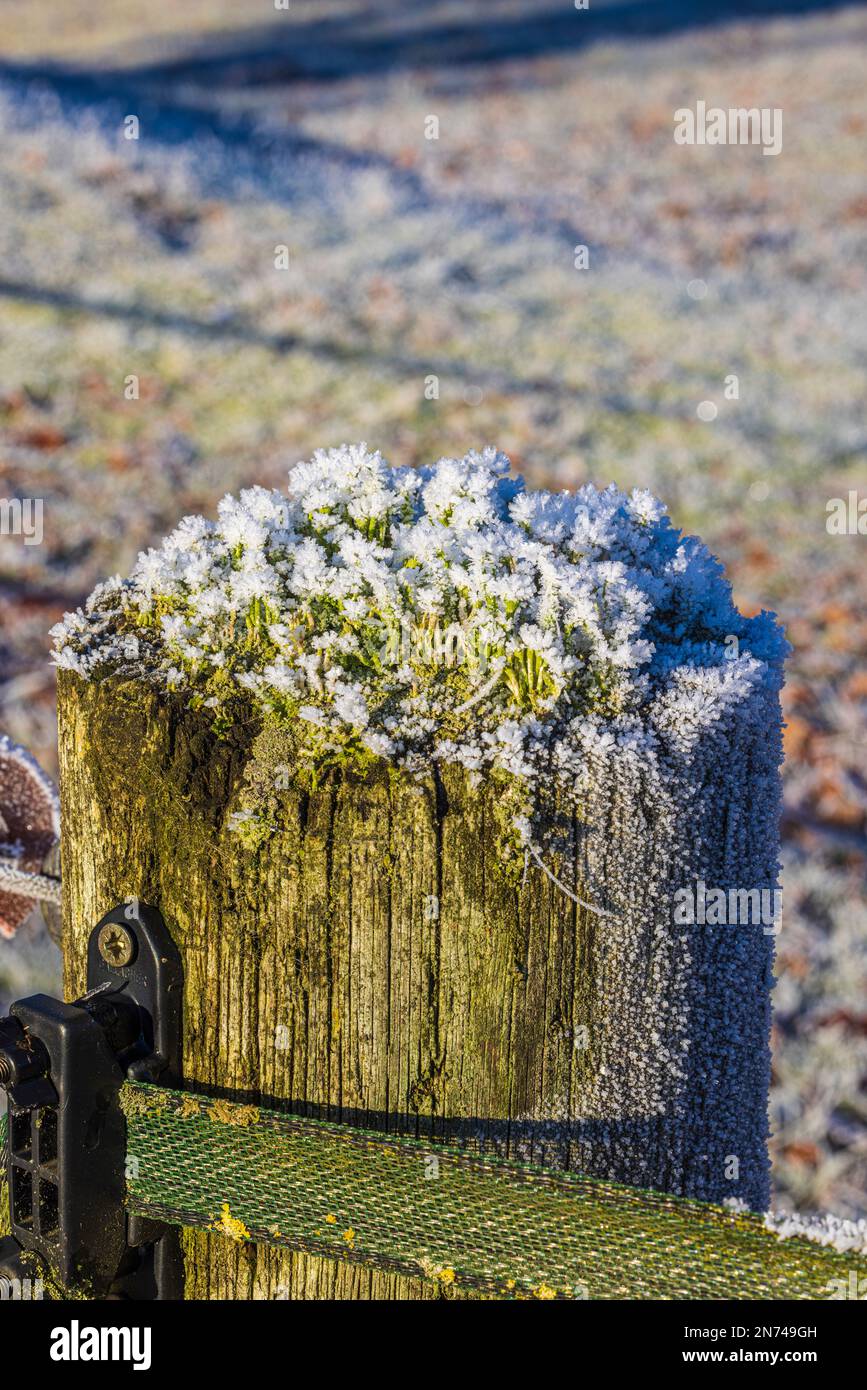 Pyxidata hi-res stock photography and images - Alamy