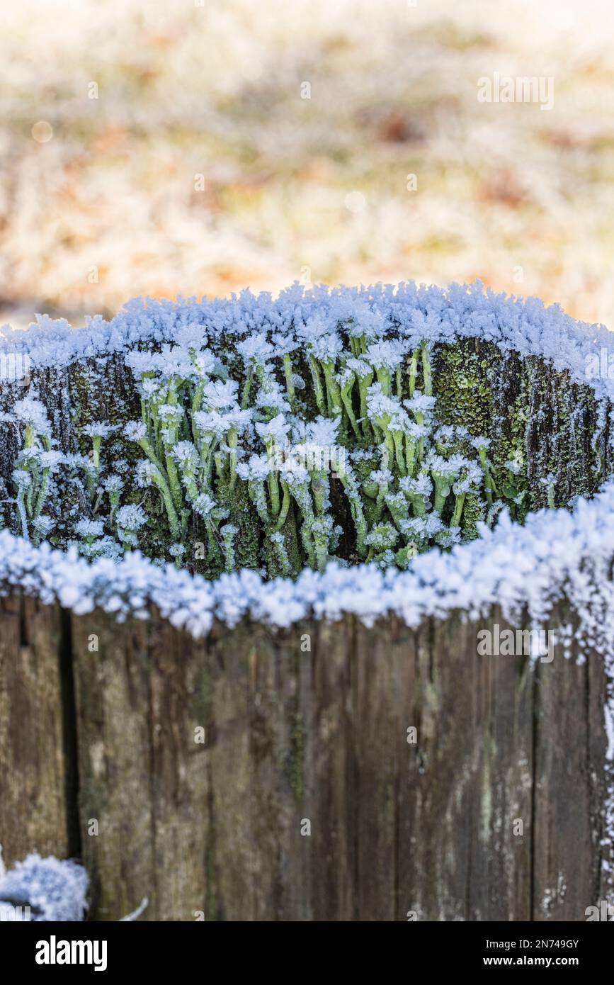 Pyxidata hi-res stock photography and images - Alamy