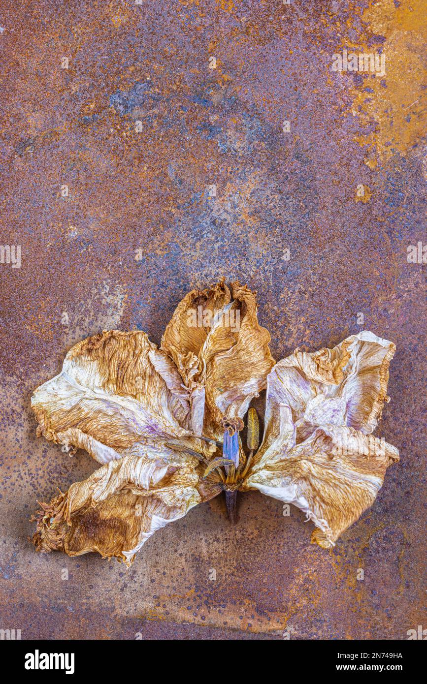 Transience, rose, still life, withered flower on rusty metal Stock ...