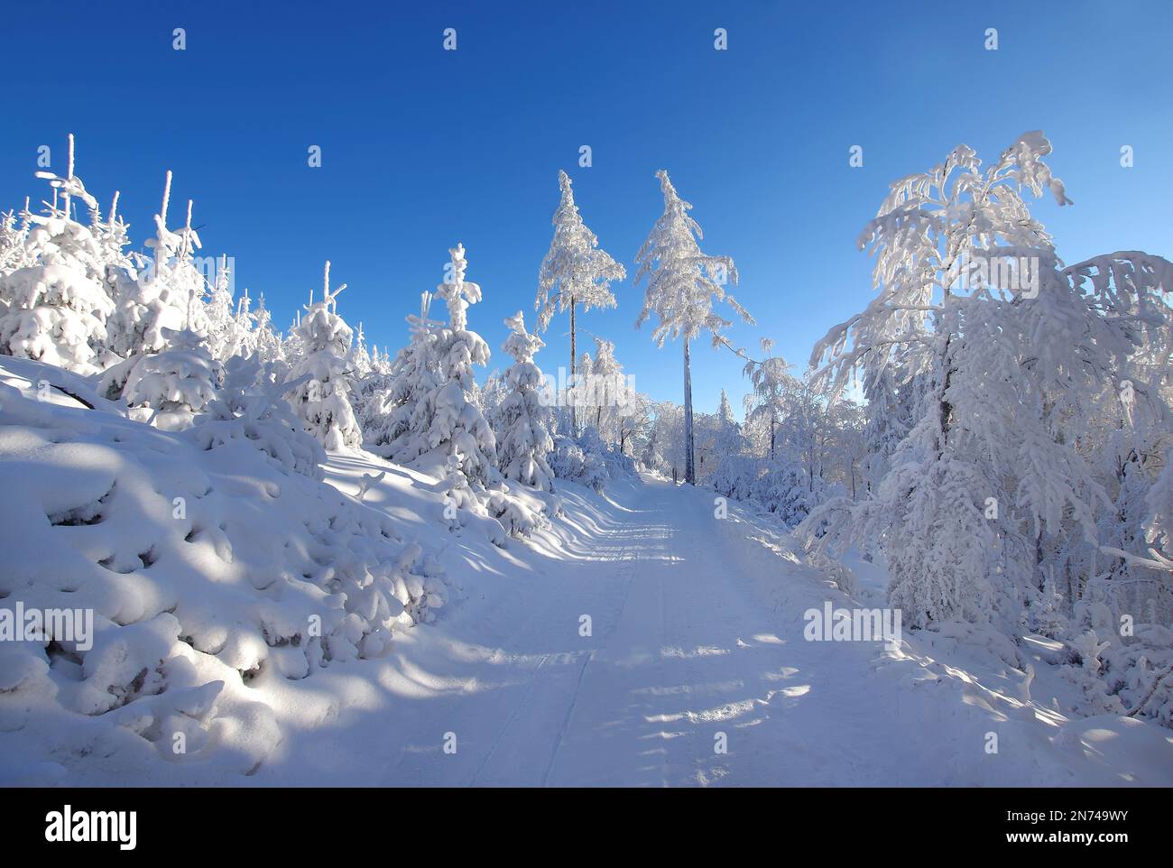 Winter forest landscape. Alley trees, winter trees Stock Photo - Alamy