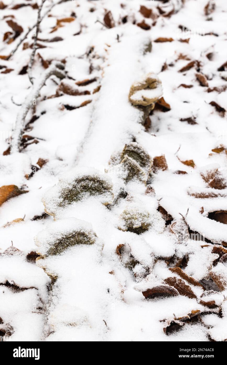 Forest floor, mushroom covered with snow Stock Photo - Alamy