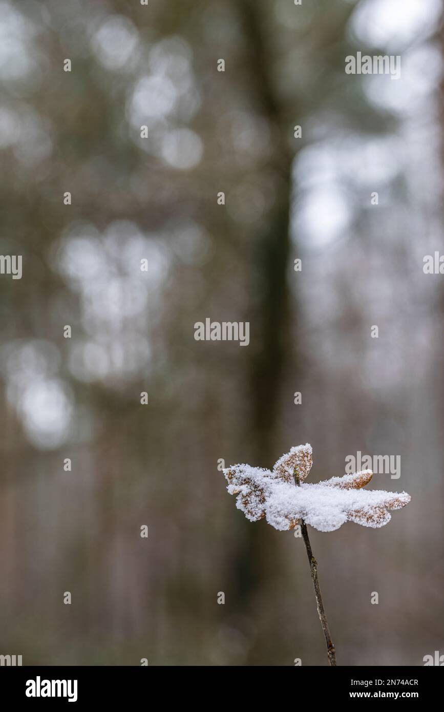 dried oak leaf in winter impaled on branch with snow cover Stock Photo ...