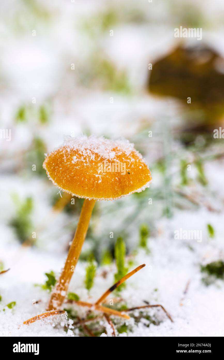 Snow on woodland floor hi-res stock photography and images - Alamy