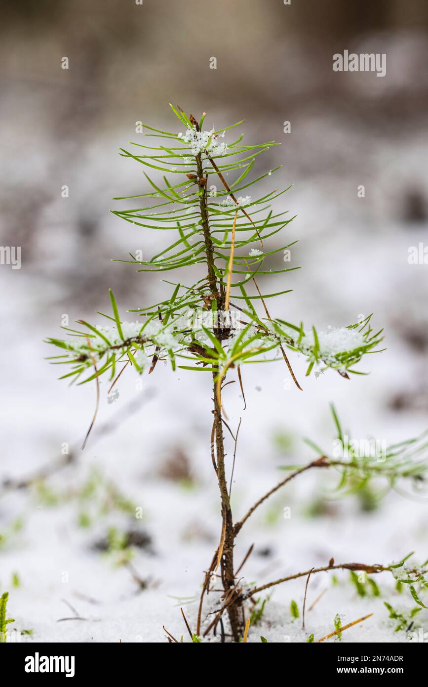 Pine shoot in winter, Scots pine (Pinus sylvestris L.), young plant ...