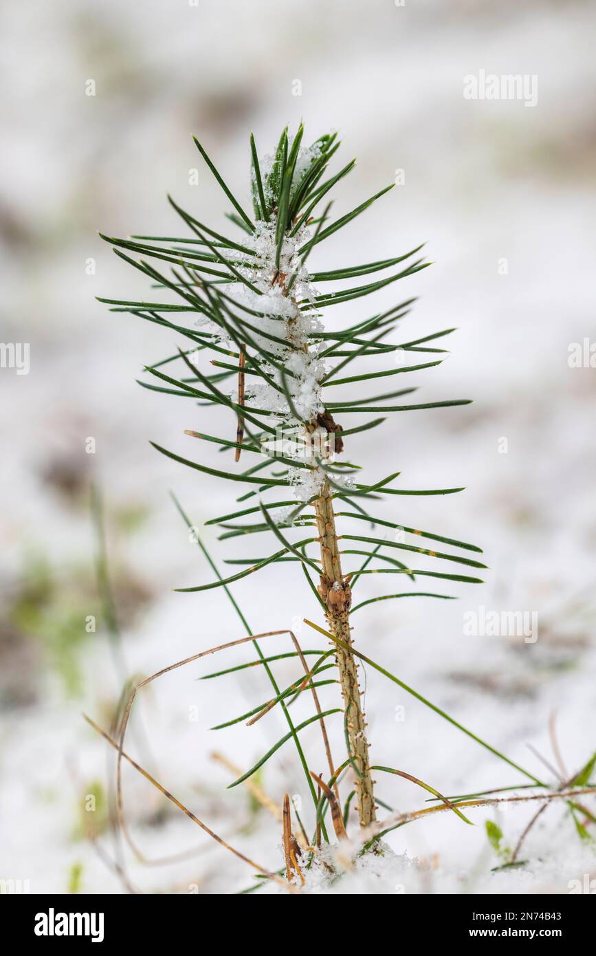 Pine shoot in winter, Scots pine (Pinus sylvestris L.), young plant ...