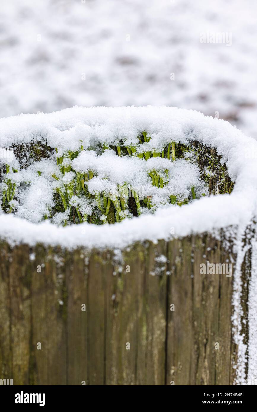 Pyxidata hi-res stock photography and images - Alamy