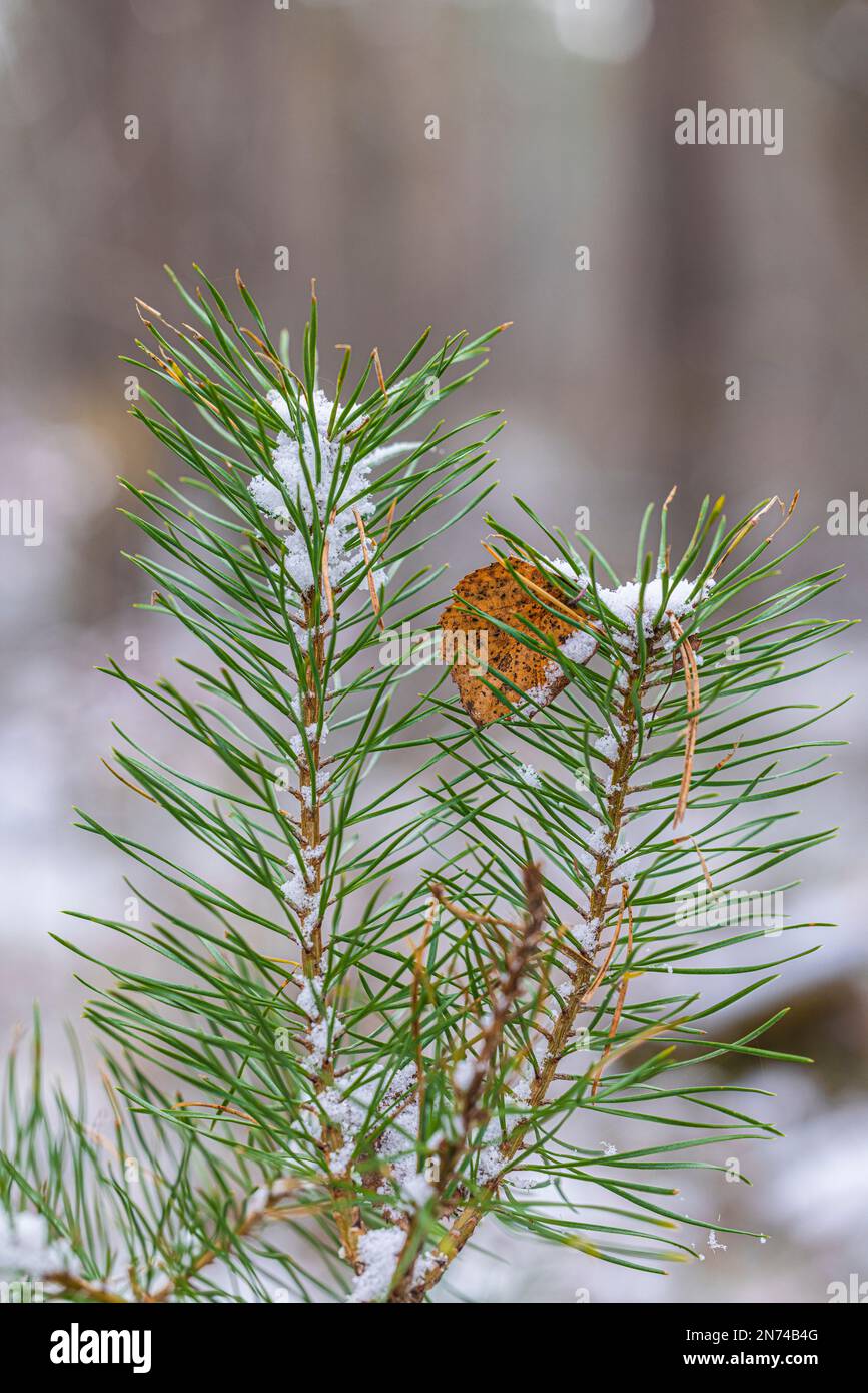 Pine shoot in winter, Scots pine (Pinus sylvestris L.), young plant ...