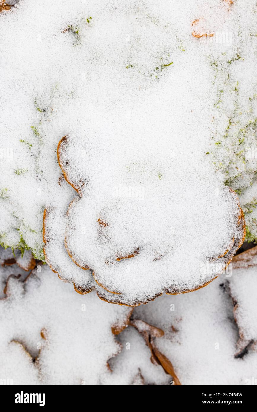 Mushrooms in the forest, covered with snow Stock Photo - Alamy