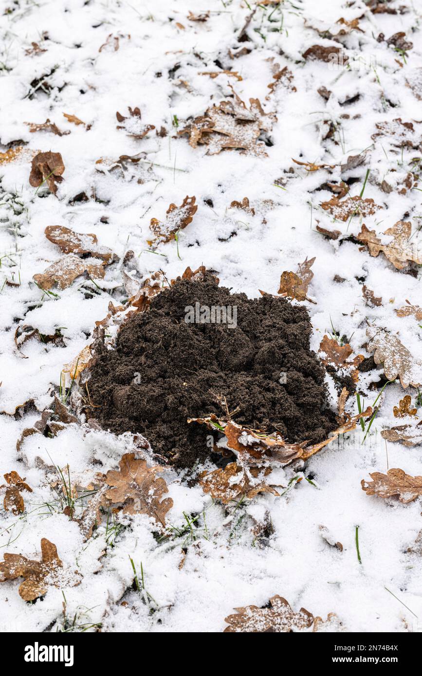 Mole heap frost hi-res stock photography and images - Alamy