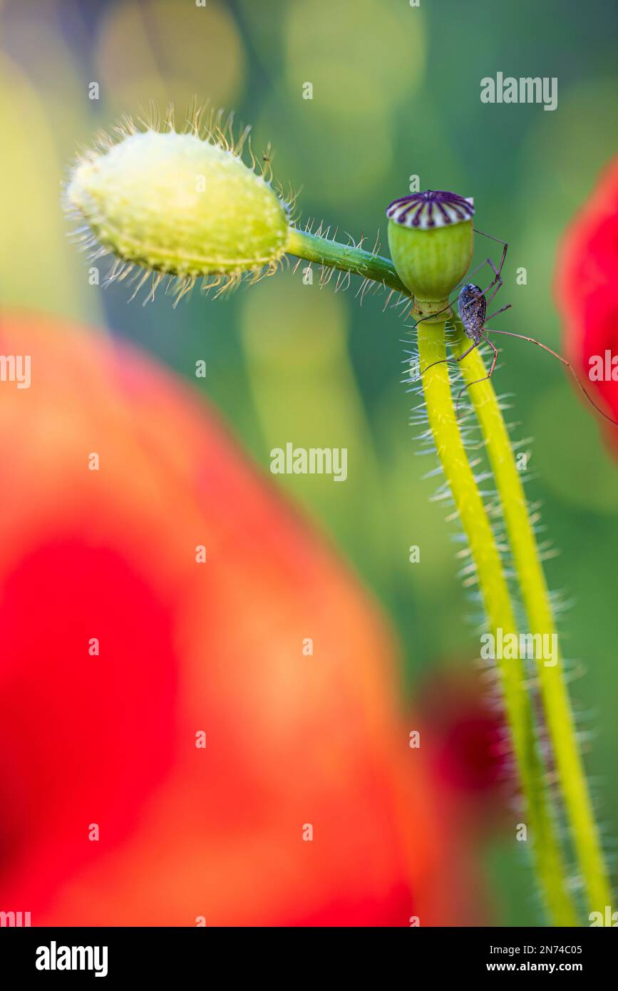 Opium poppy (Papaver somniferum) in garden, spider Stock Photo - Alamy