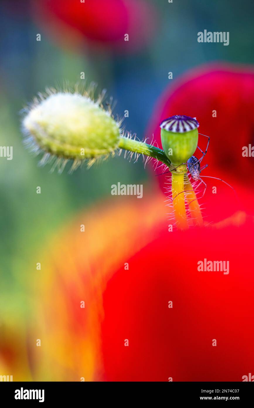 Opium poppy (Papaver somniferum) in garden, spider Stock Photo - Alamy