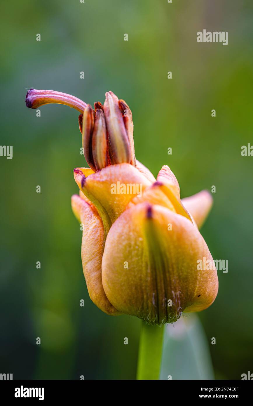 Lily Apricot Fudge Stock Photo - Alamy