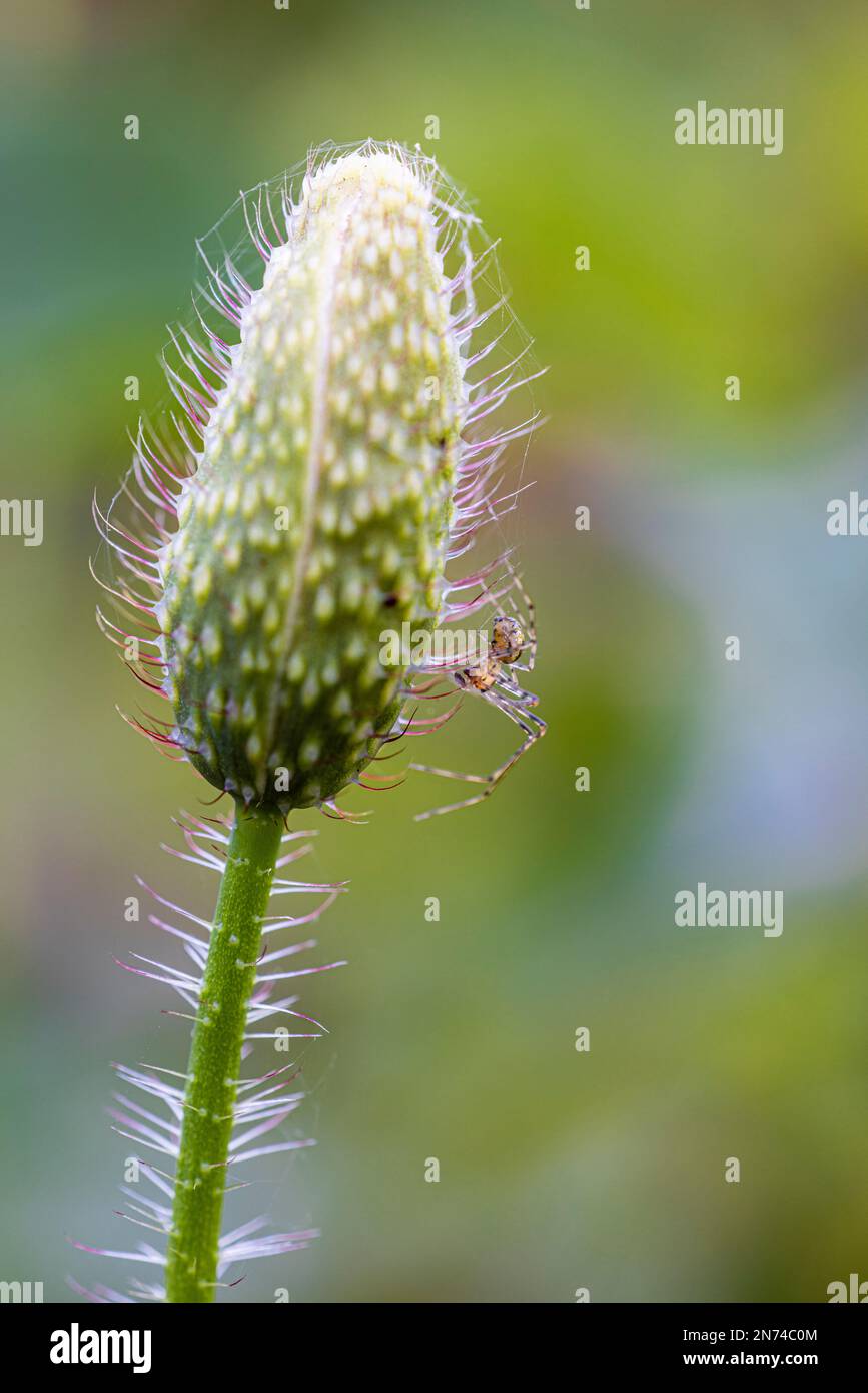 Poppy spider hi-res stock photography and images - Alamy