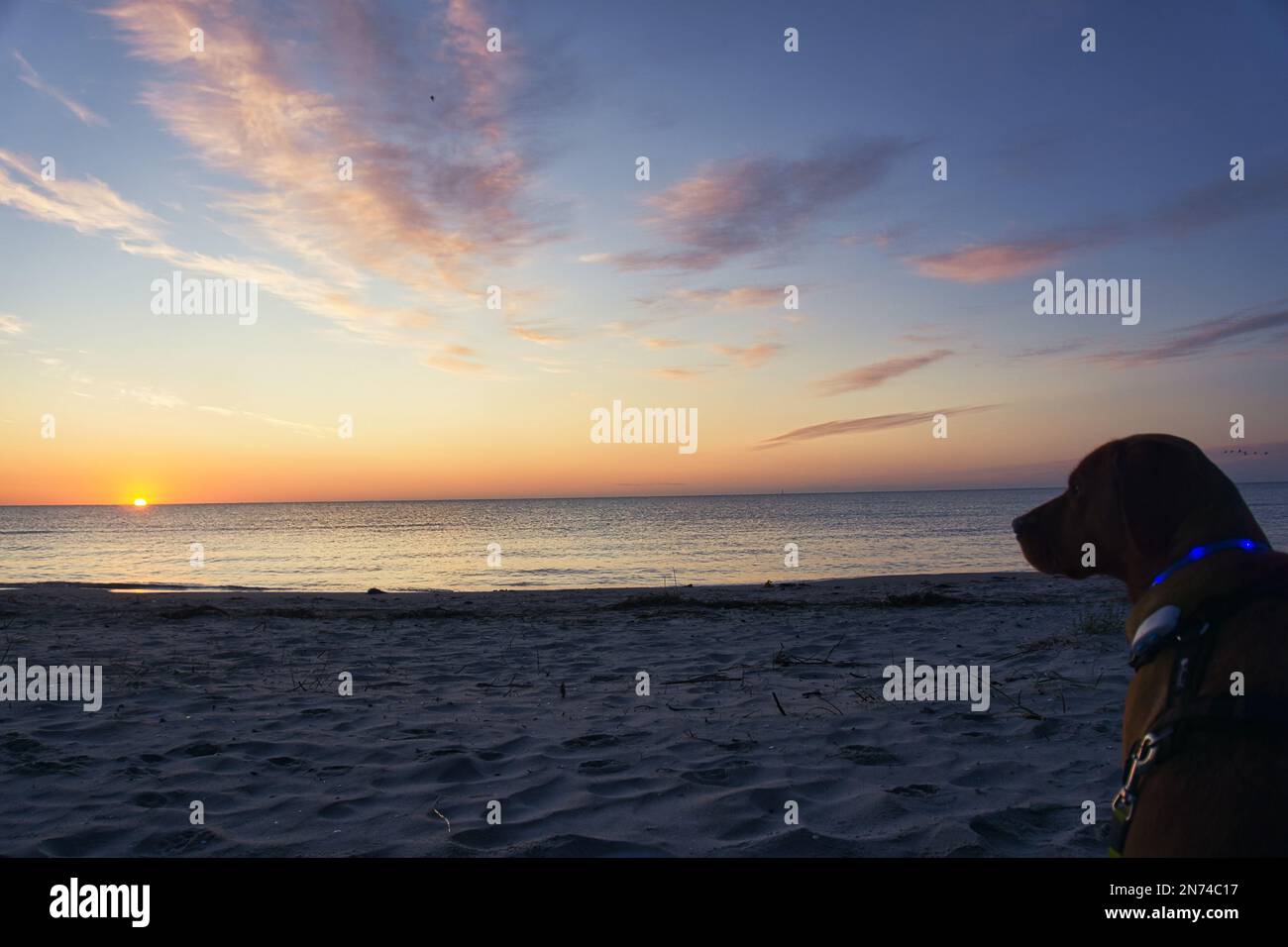 foxred Labrador see a beautiful sunset in denmark Stock Photo - Alamy