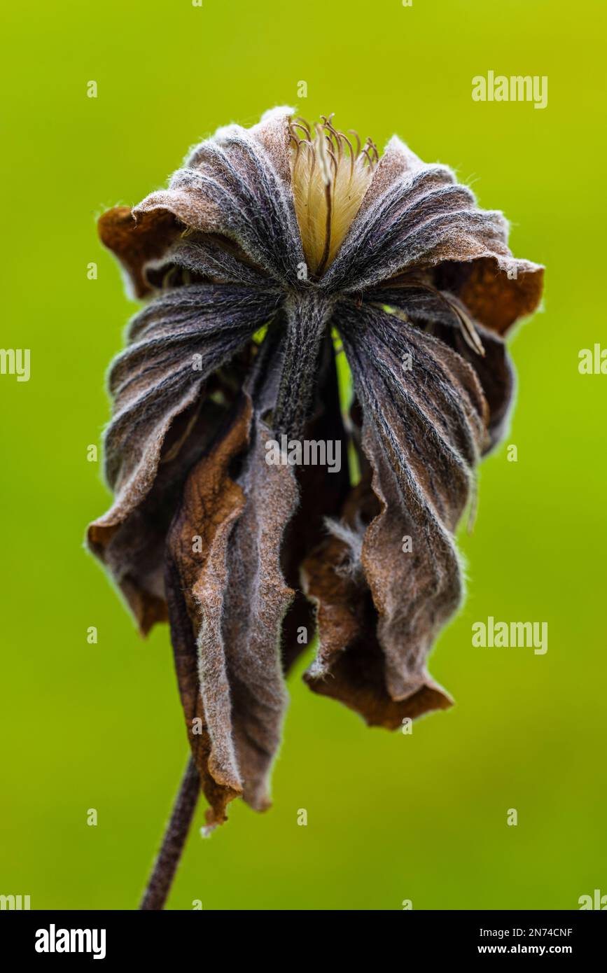 faded plant, green background, beauty in decay Stock Photo - Alamy