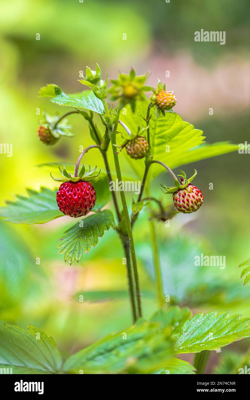 Natural background with big red ripe wild strawberries Stock Photo - Alamy