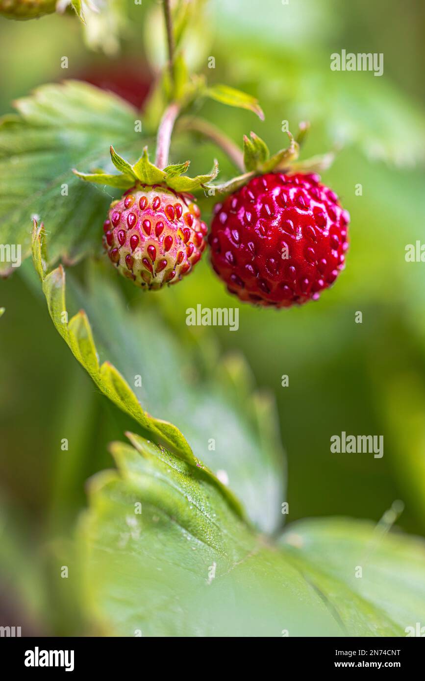 Natural background with big red ripe wild strawberries Stock Photo - Alamy