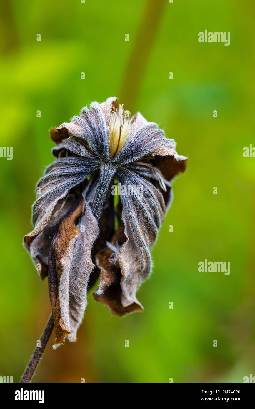 faded plant, green background, beauty in decay Stock Photo - Alamy