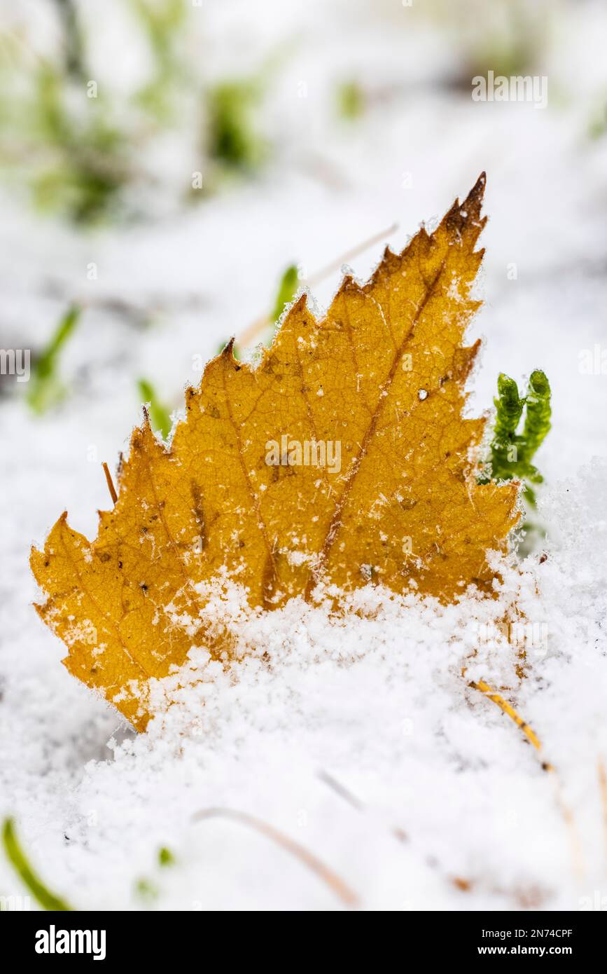 Fallen leaf on forest floor, nature in detail, forest still life ...