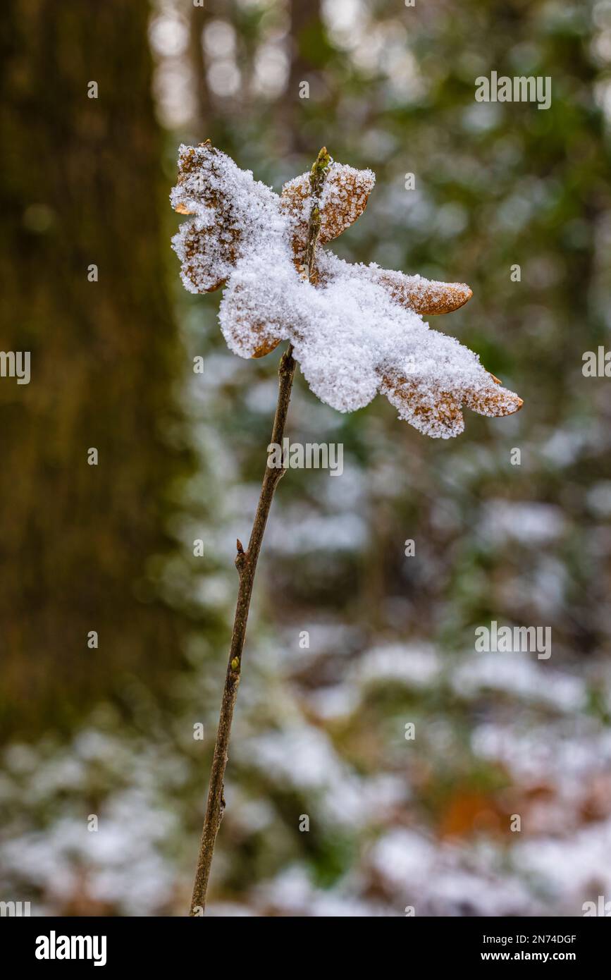 dried oak leaf in winter impaled on a branch, snow covered Stock Photo ...