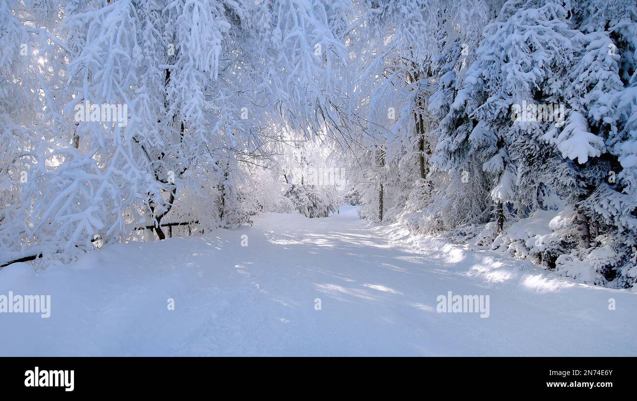 Winter forest landscape. Alley trees, winter trees Stock Photo - Alamy