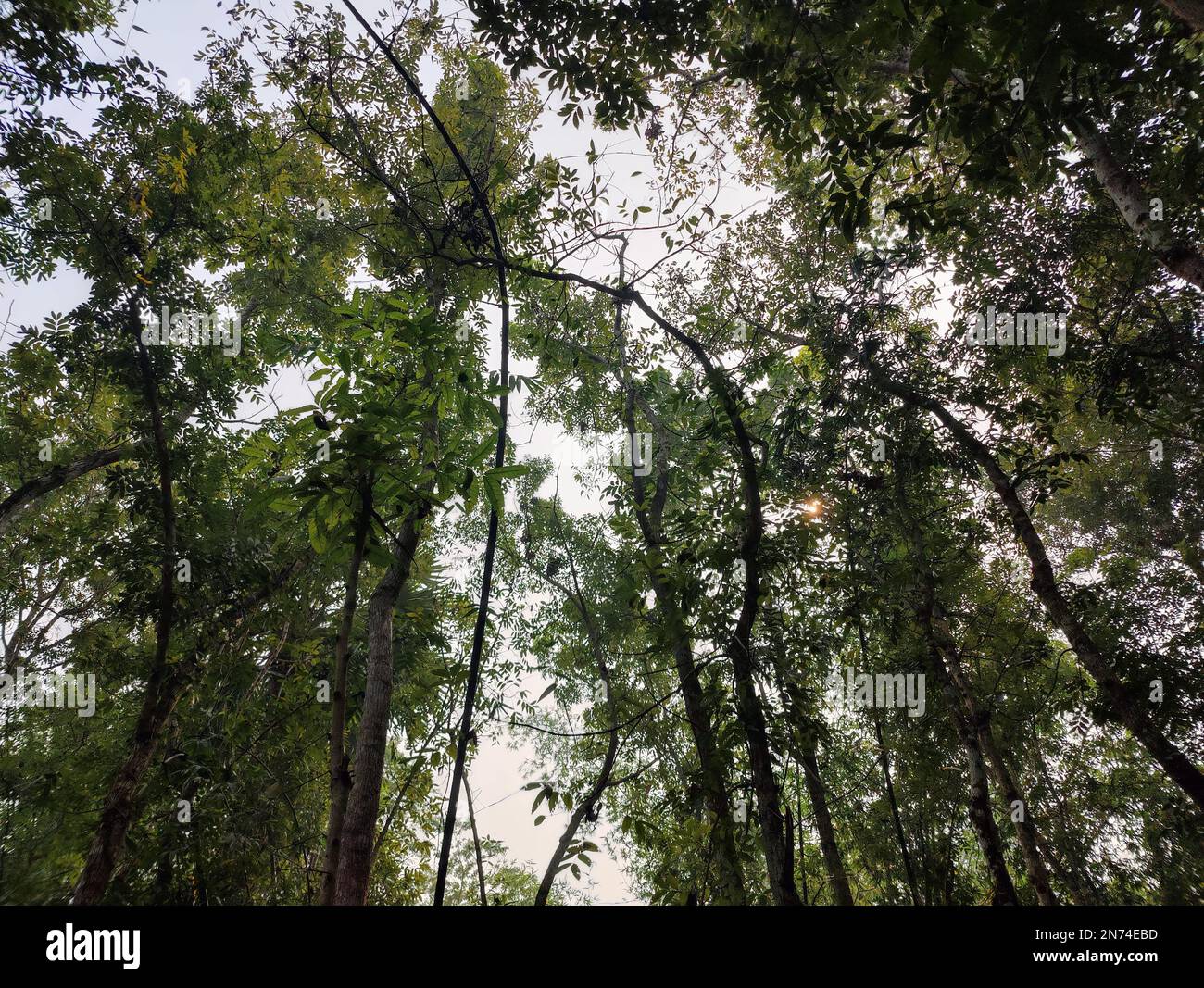 Village nature trees in Bangladesh. Nature background Stock Photo - Alamy