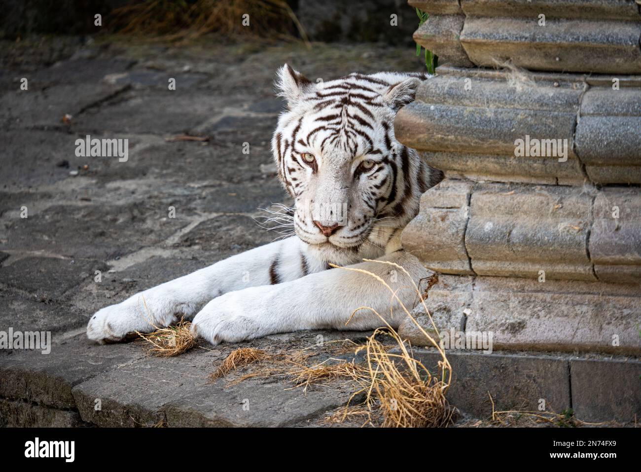 A Bengal tiger lying on rocky floor with grunge stone column in the ...