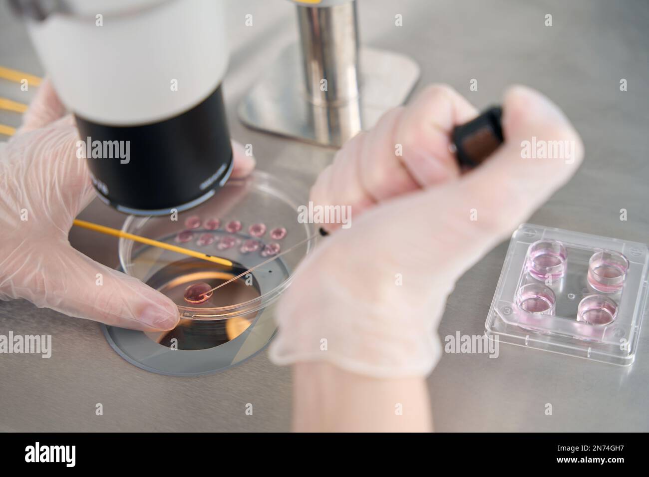 Embryologist places the embryos in a special straw for vitrification ...